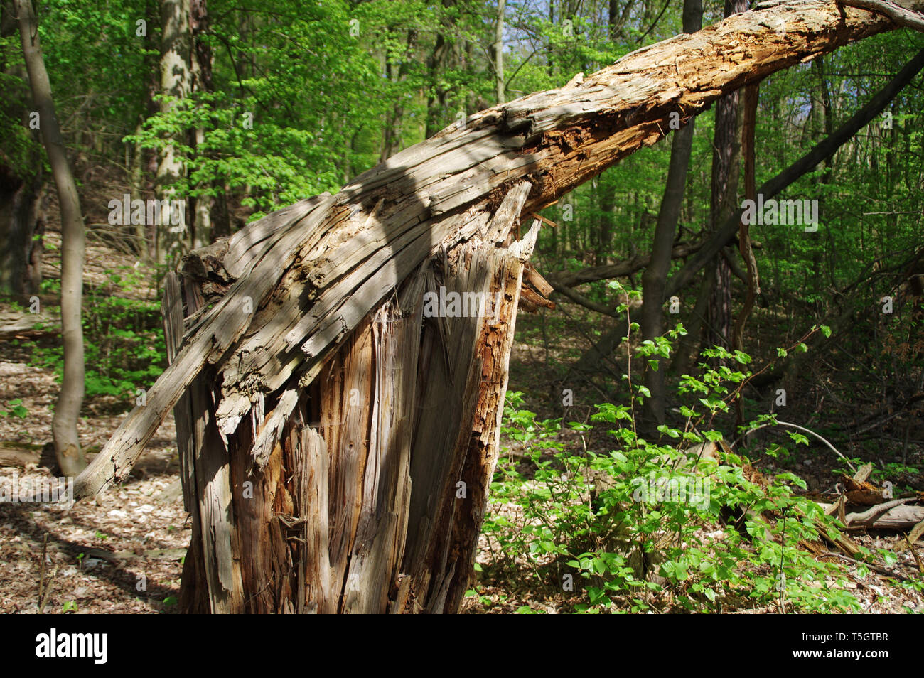 Old broken tree hi-res stock photography and images - Alamy