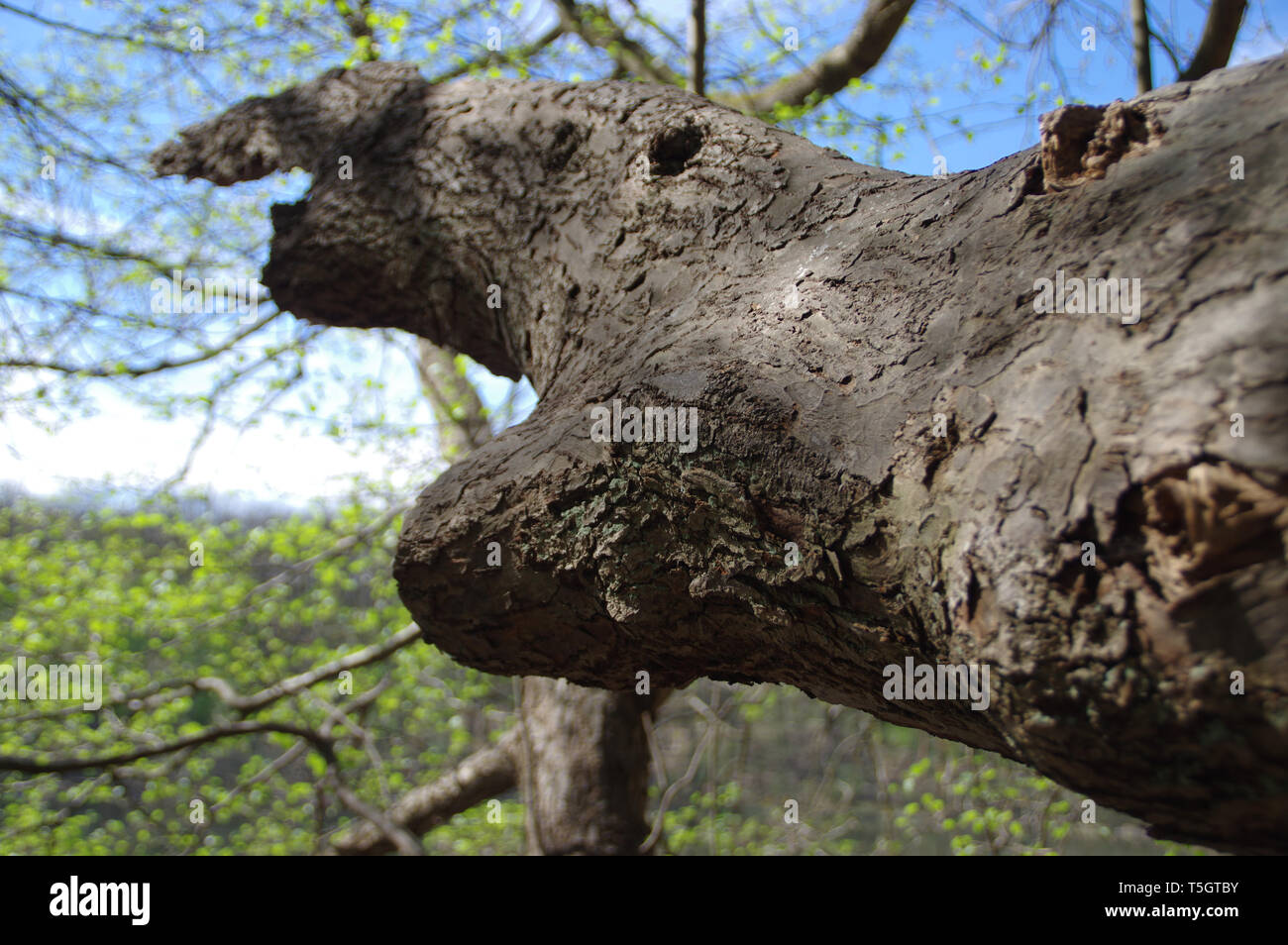Distorted nature hi-res stock photography and images - Alamy