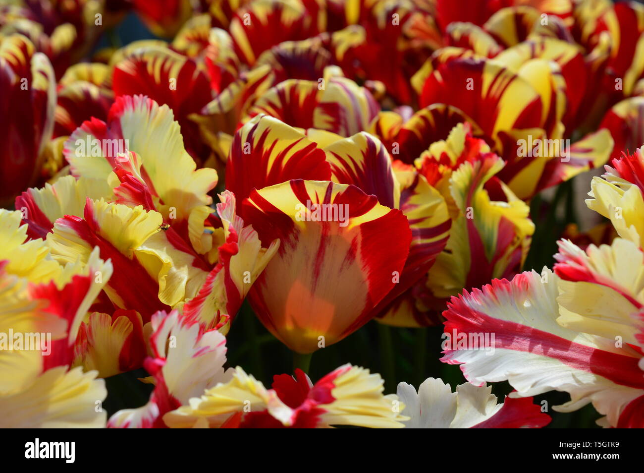Mixed Tulips at Wooden Shoe Tulip Festival in Woodburn Oregon Stock ...