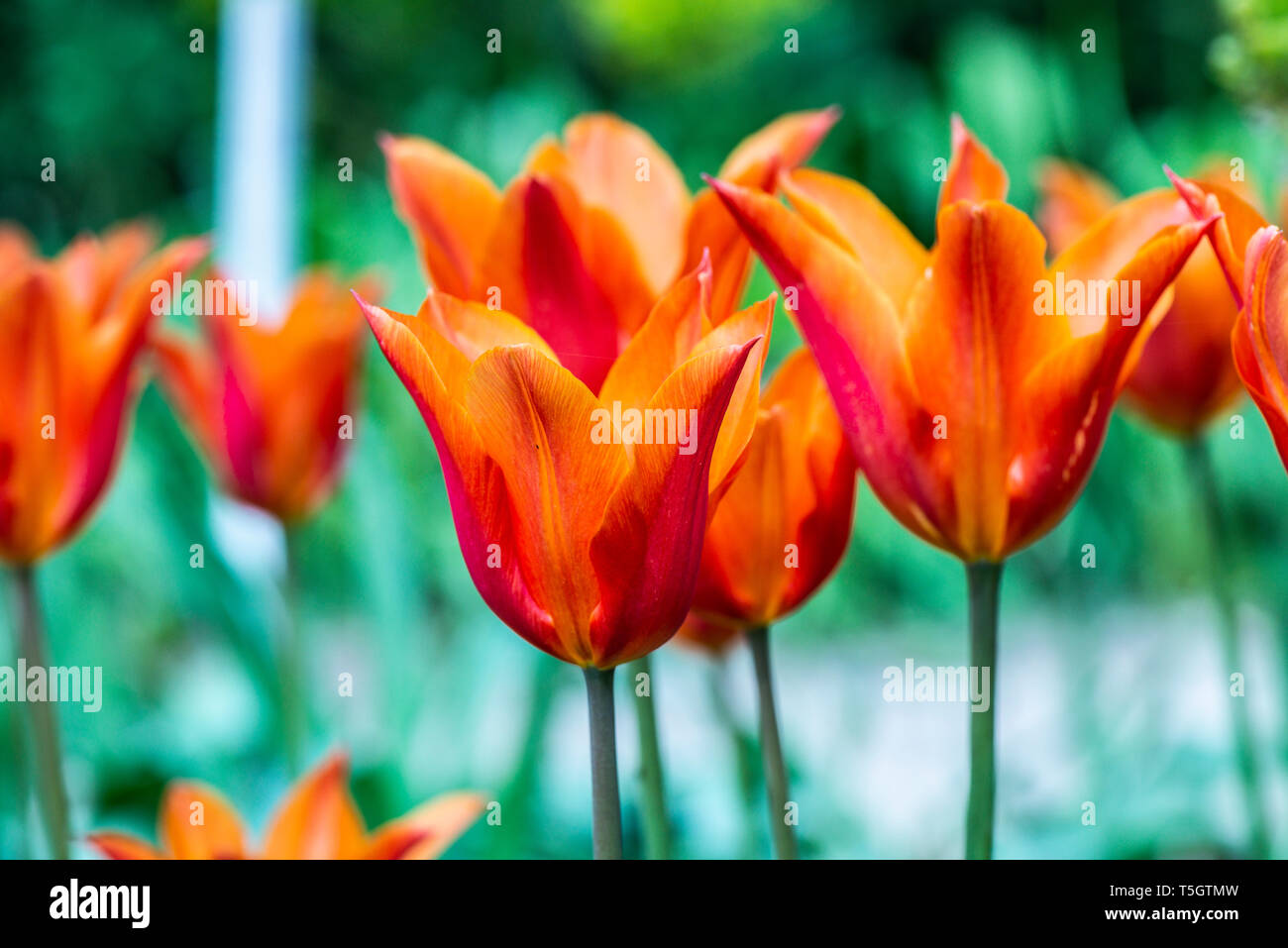 Tulip 'Ballerina' (Tulipa 'Ballerina' Stock Photo - Alamy
