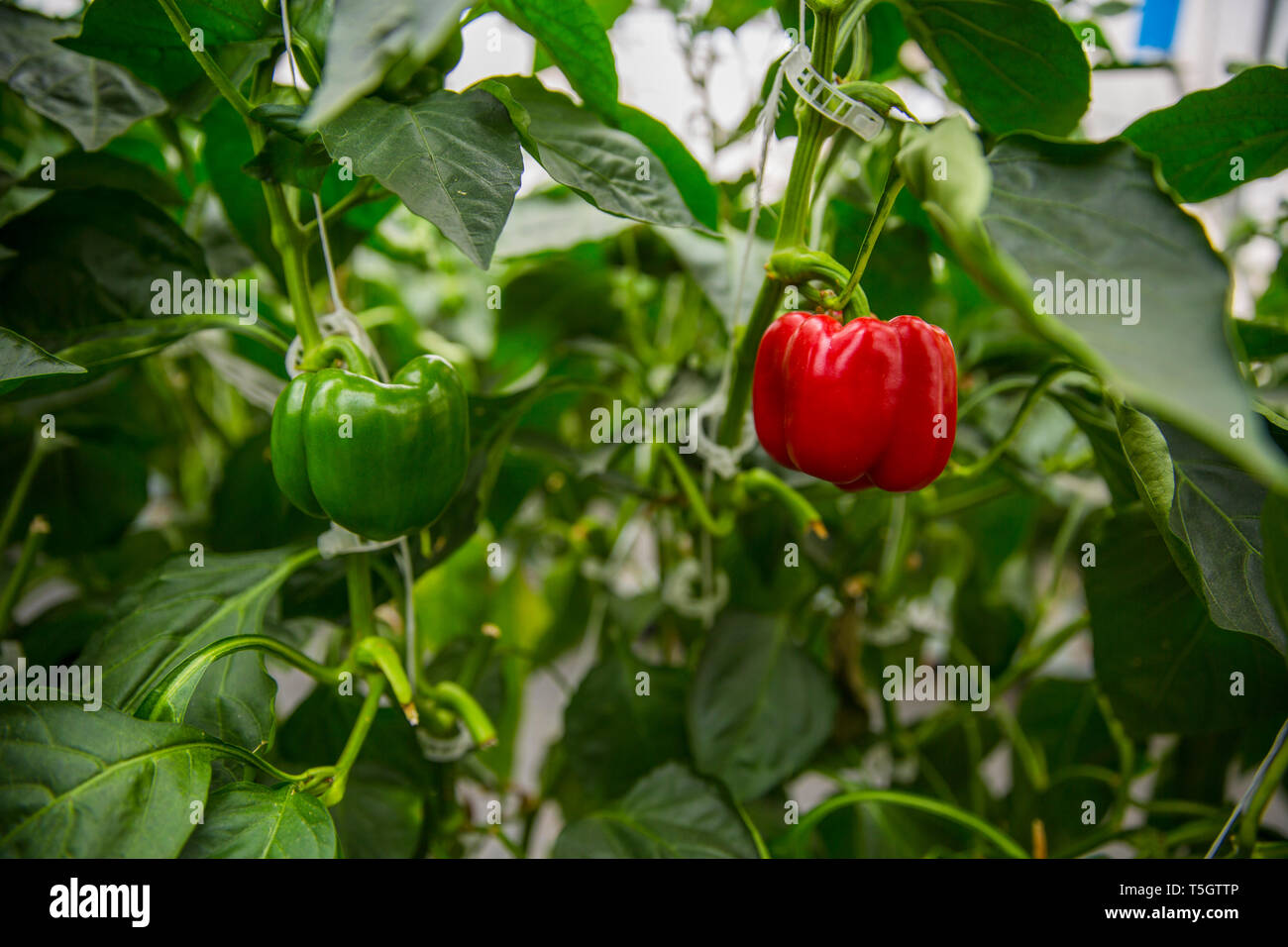 Ripe bell pepper in a greenhouse Stock Photo - Alamy