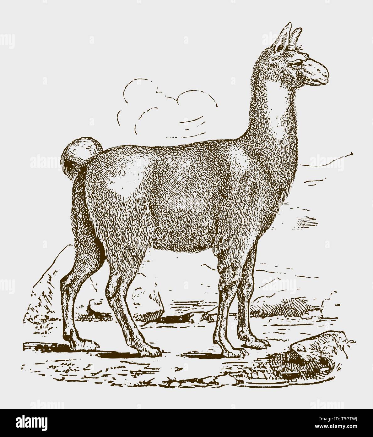 Llama (lama glama) in side view. Illustration after a historic ...