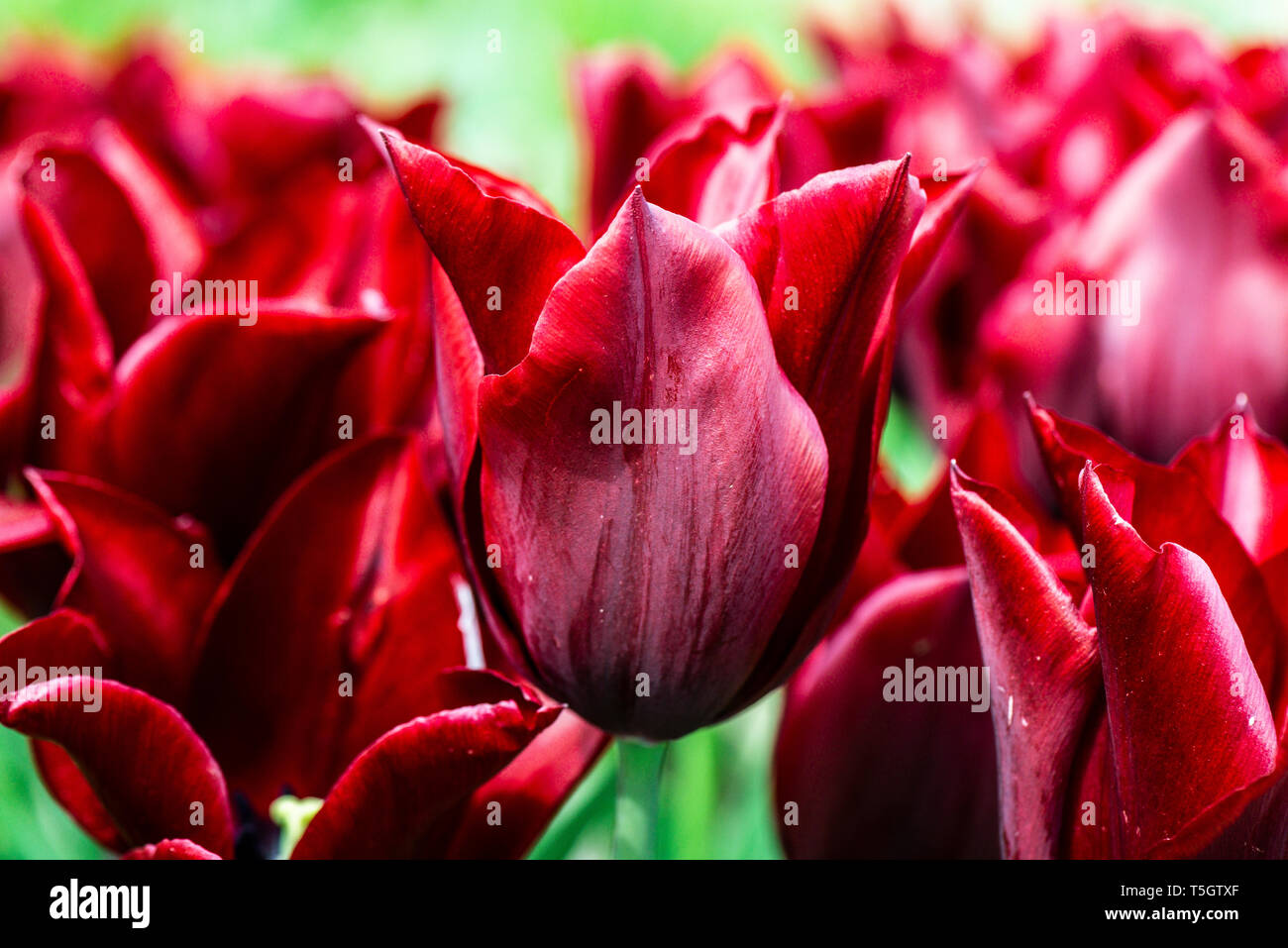 Lasting love hi-res stock photography and images - Alamy