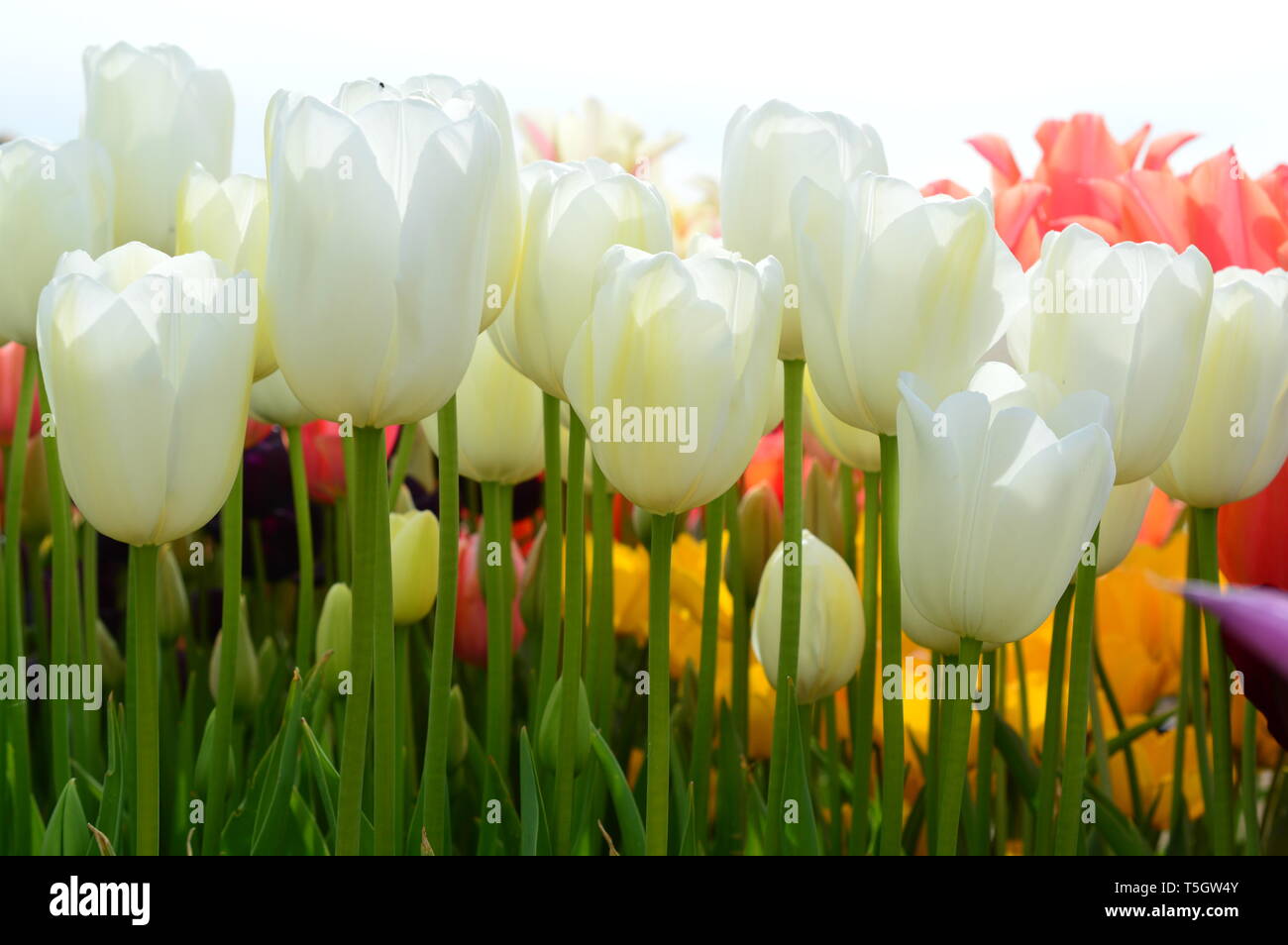 Mixed Tulips at Wooden Shoe Tulip Festival in Woodburn Oregon Stock ...