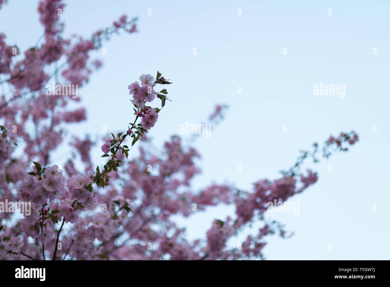 Colorful sakura cherry blossom in a park in Riga, Eastern European ...