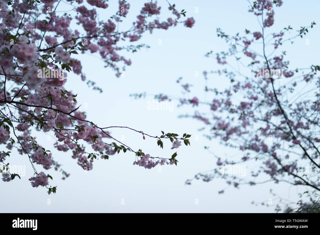 Colorful sakura cherry blossom in a park in Riga, Eastern European ...
