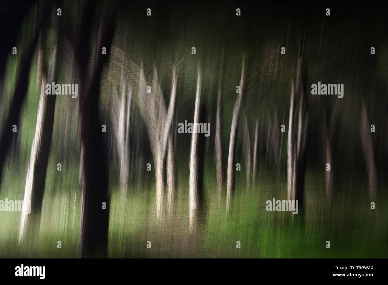 Blurred forest hi-res stock photography and images - Alamy
