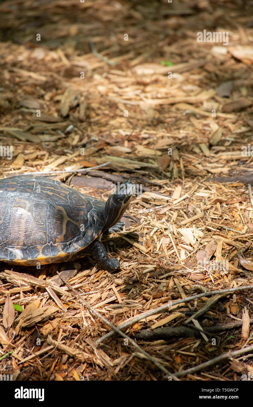 Close up of a river cooter turtle (Pseudemys concinna Stock Photo - Alamy