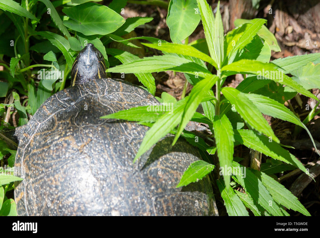 Close up of a river cooter turtle (Pseudemys concinna Stock Photo - Alamy