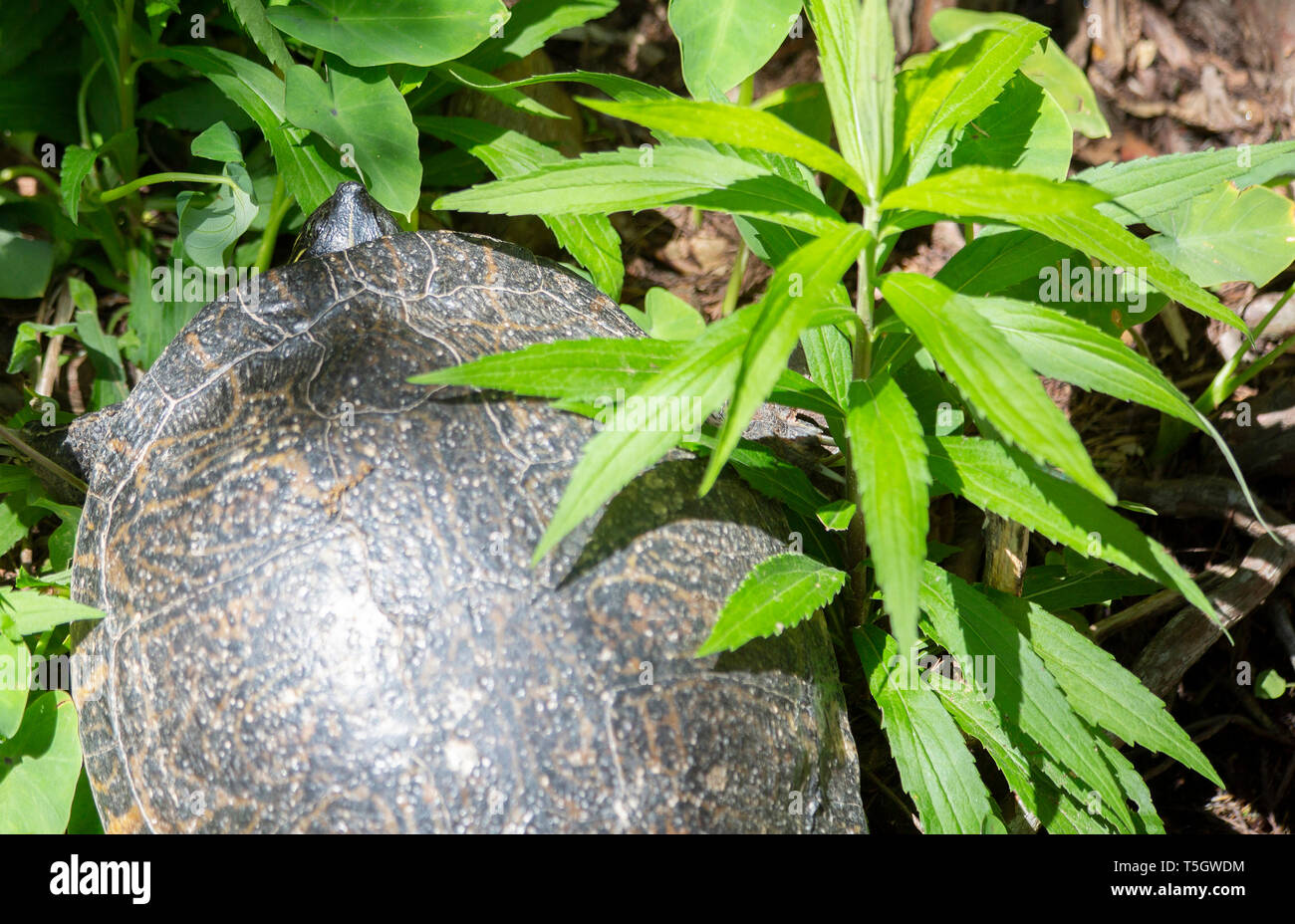 Close up of a river cooter turtle (Pseudemys concinna) putting its head ...