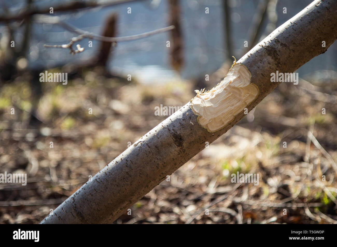 Tree trunk damaged by beaver Stock Photo - Alamy