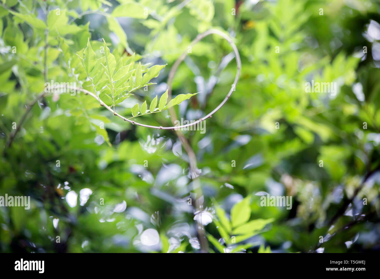 Green, leafy vine growing in the spring season Stock Photo - Alamy