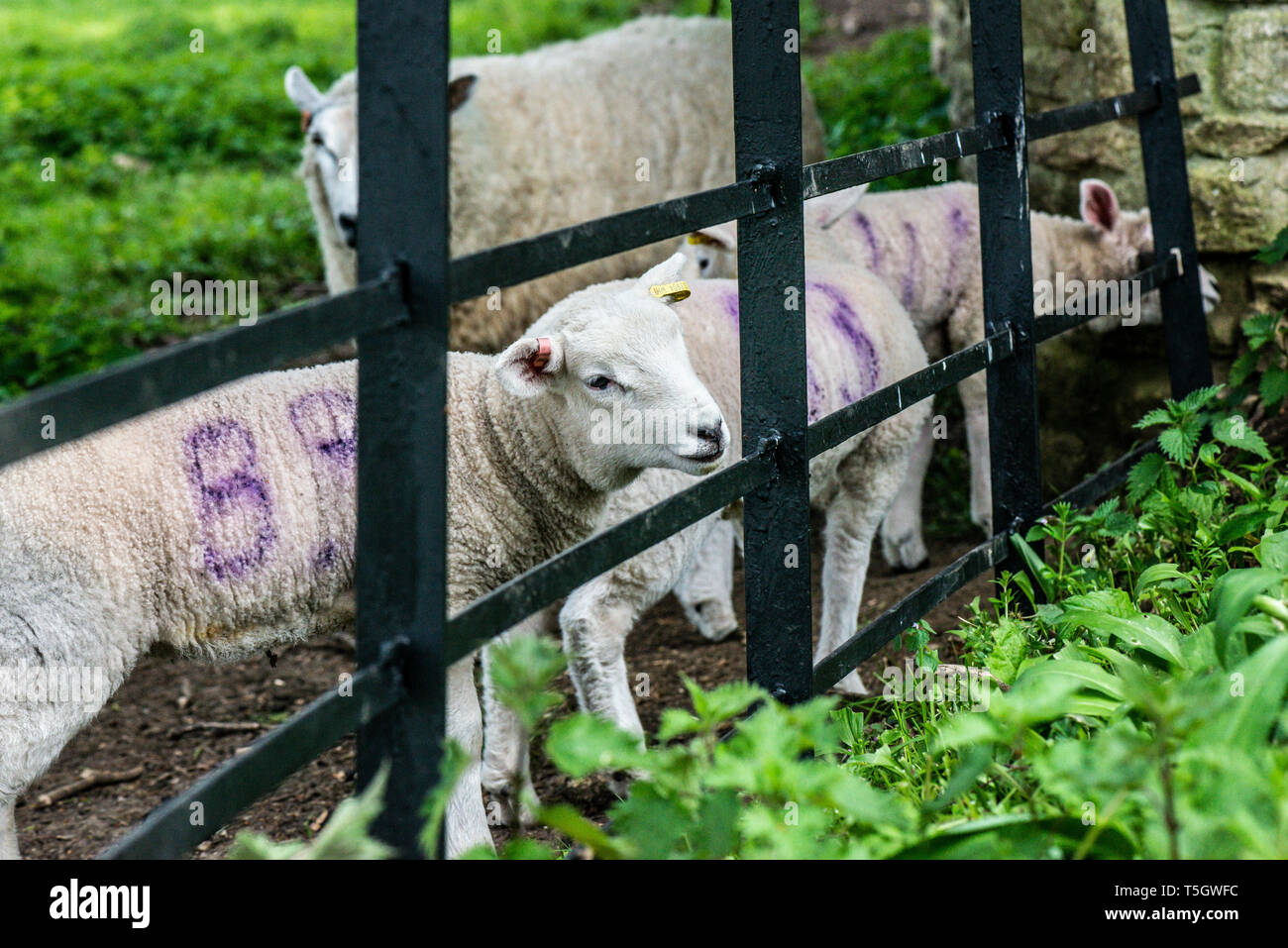 A sheep and lambs Stock Photo - Alamy