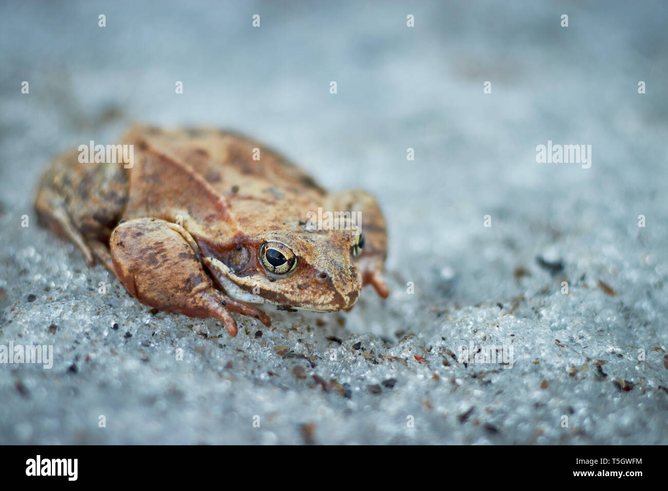 A close up of a frog on the ice. Early spring. abnormal phenomena Stock ...