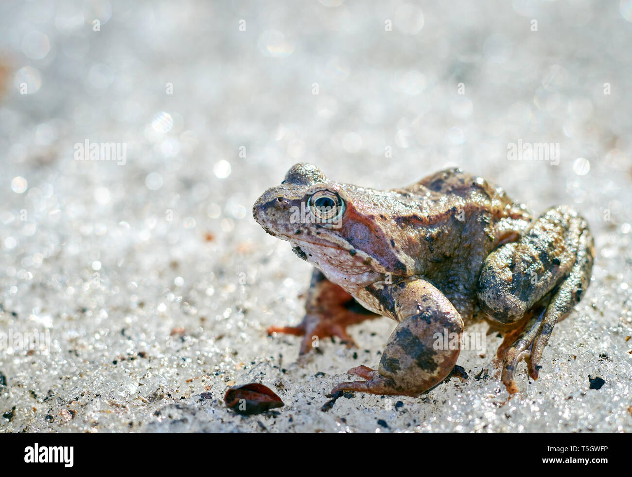 A close up of a frog on the ice. Early spring. abnormal phenomena Stock ...