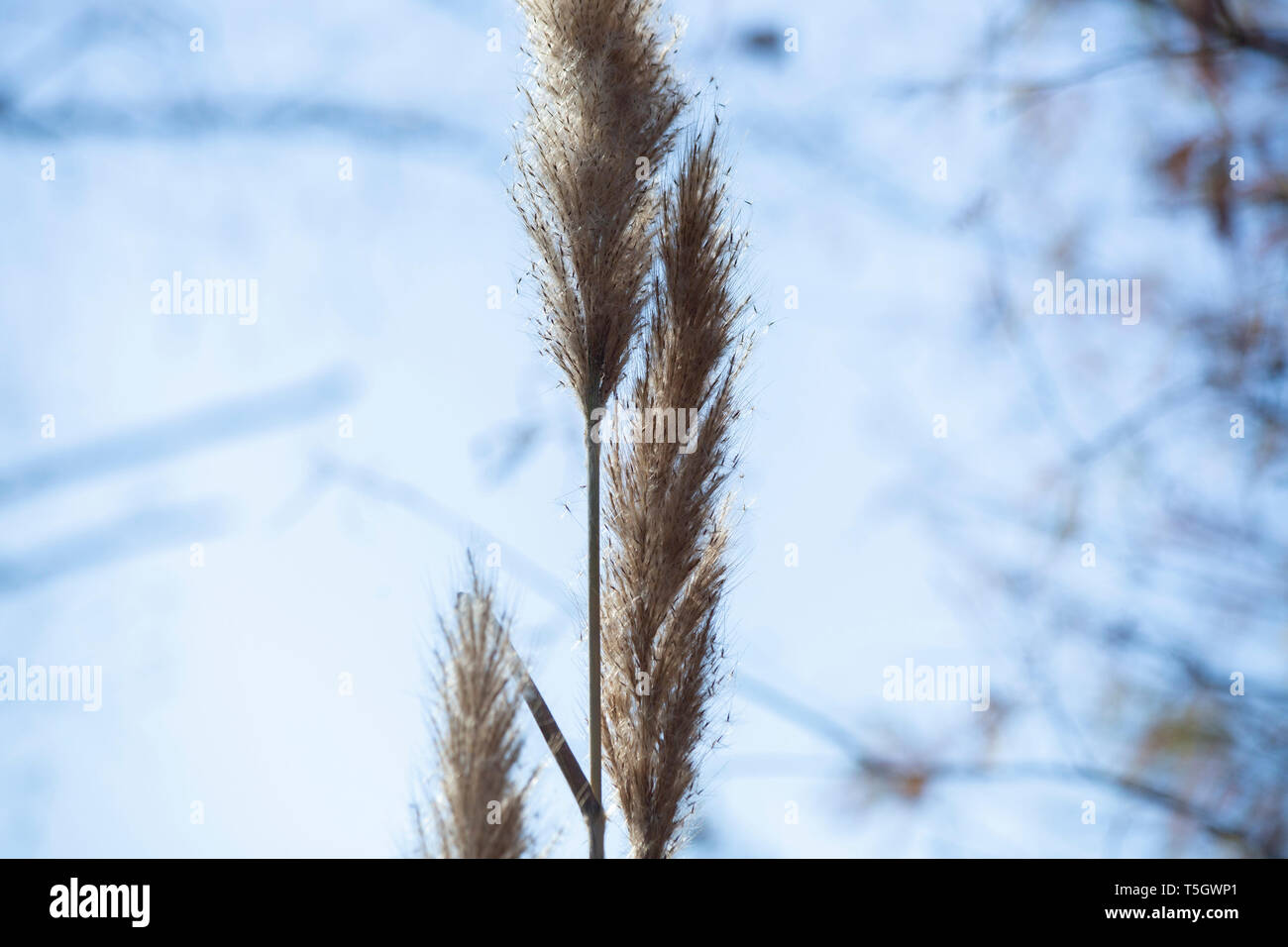 Water rush growing out of water in nature Stock Photo - Alamy