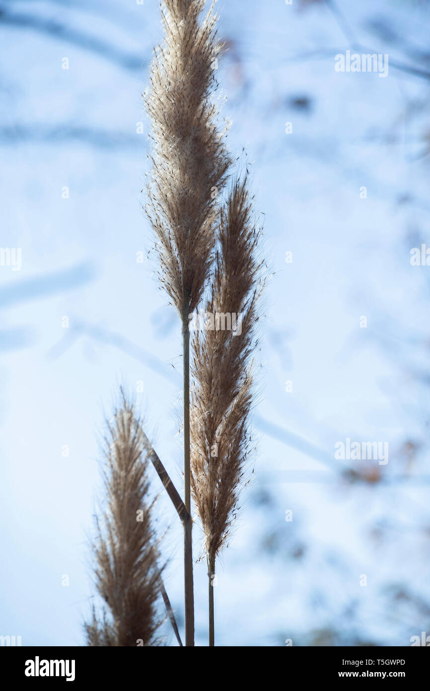 Water rush growing out of water in nature Stock Photo - Alamy