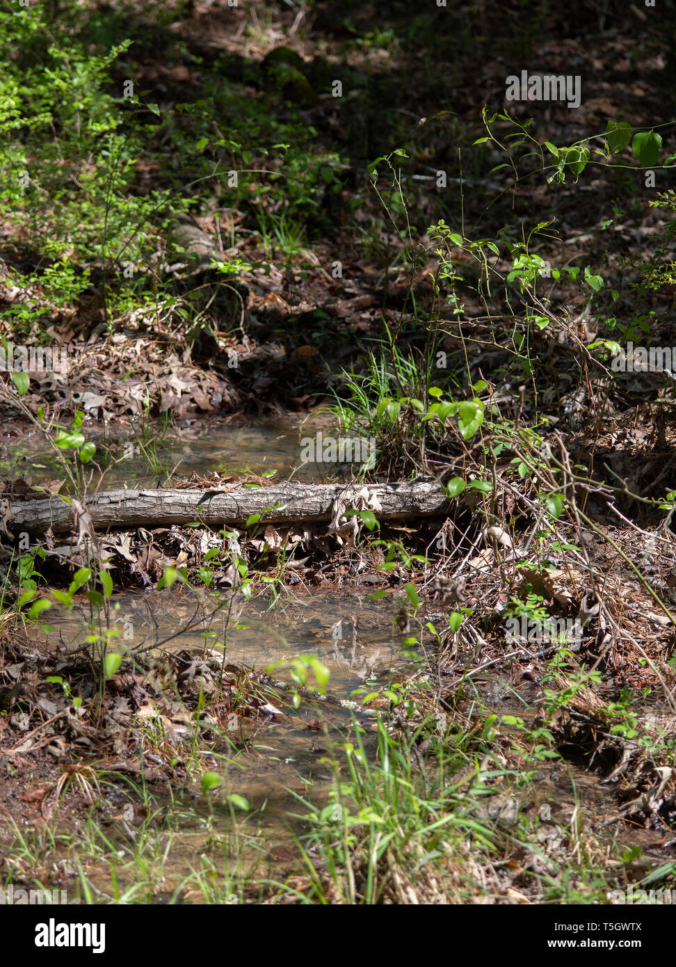 Stagnant wetland water tree hi-res stock photography and images - Alamy