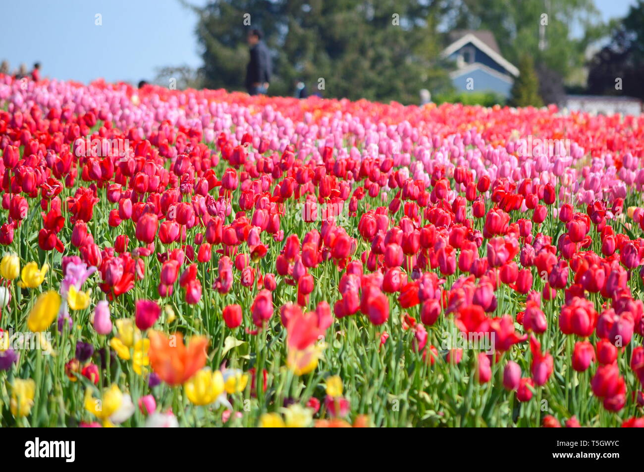 Oregon shoe tree hi-res stock photography and images - Alamy