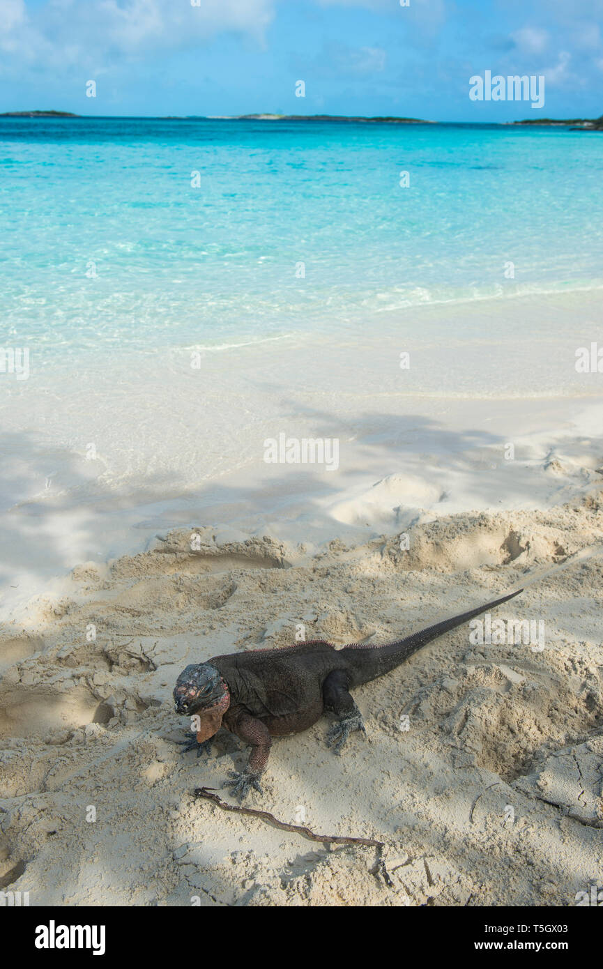 Caribbean, Bahamas, Exuma, Iguana on a white sand beach Stock Photo - Alamy