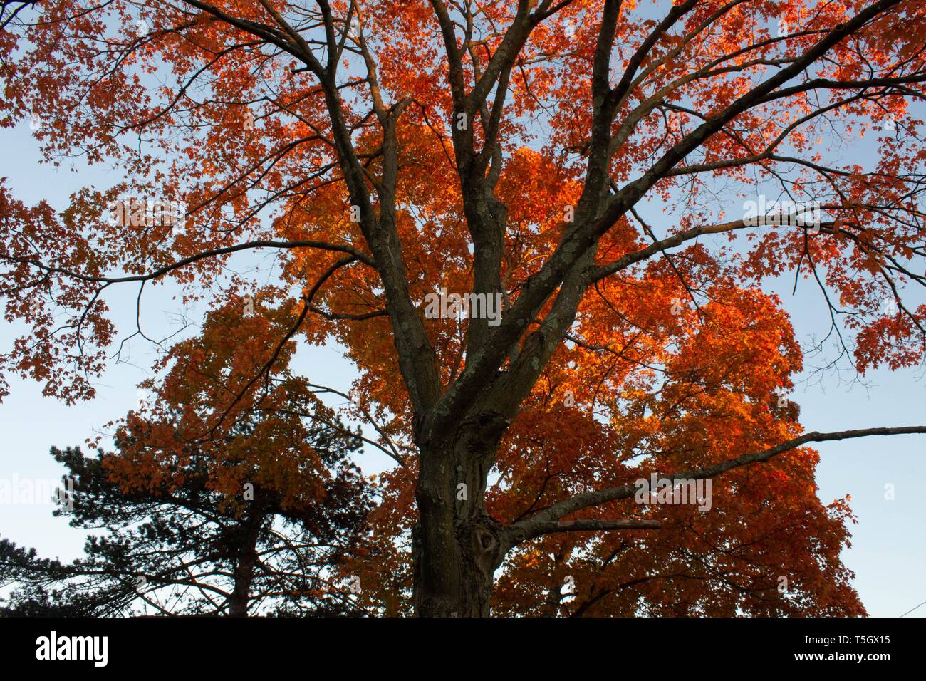Beautiful trees with bright golden leaves Stock Photo - Alamy