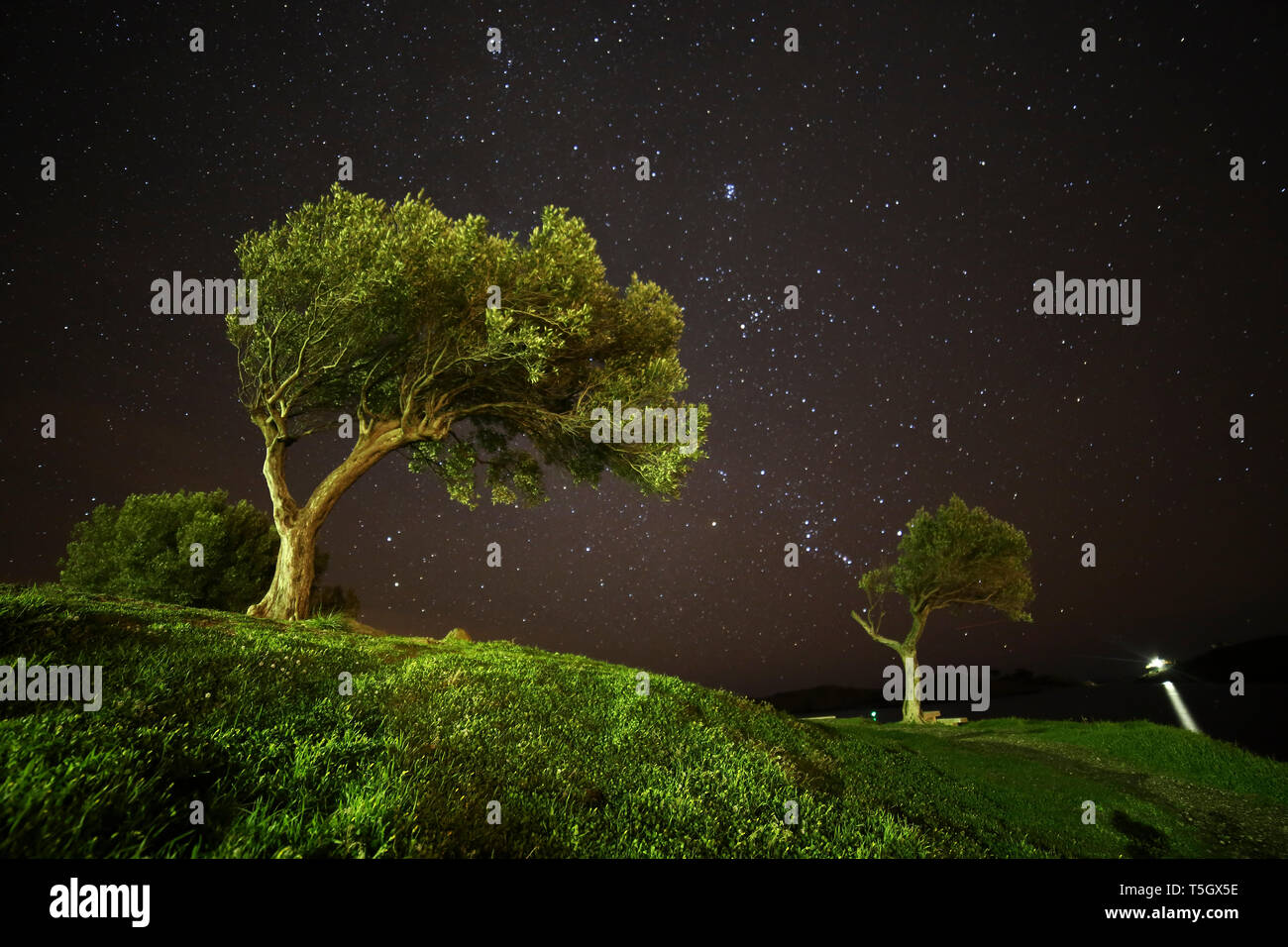 Spain, Cadaques, olive trees under starry sky Stock Photo - Alamy