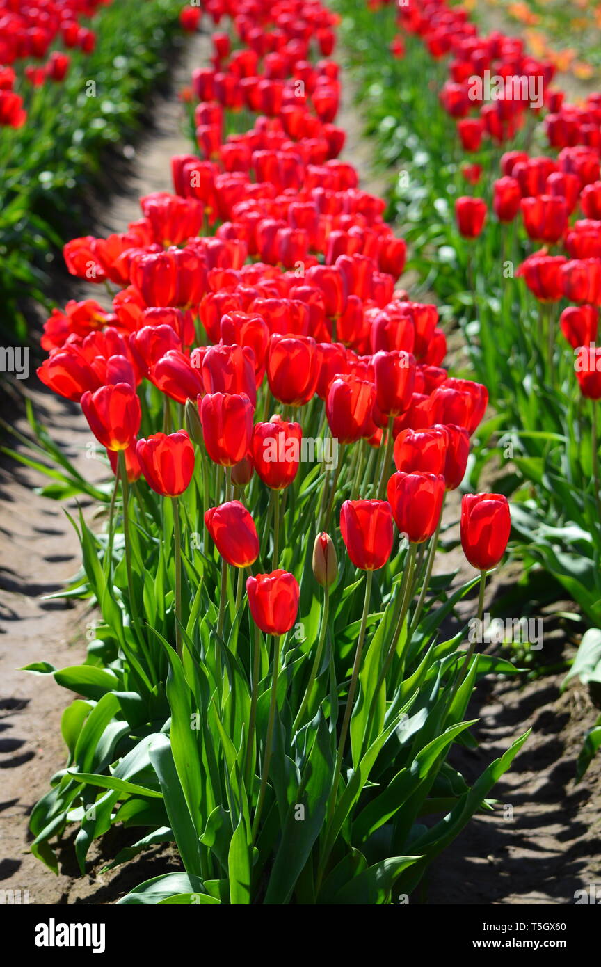 Red Tulips at Wooden Shoe Tulip Festival in Woodburn Oregon Stock Photo ...