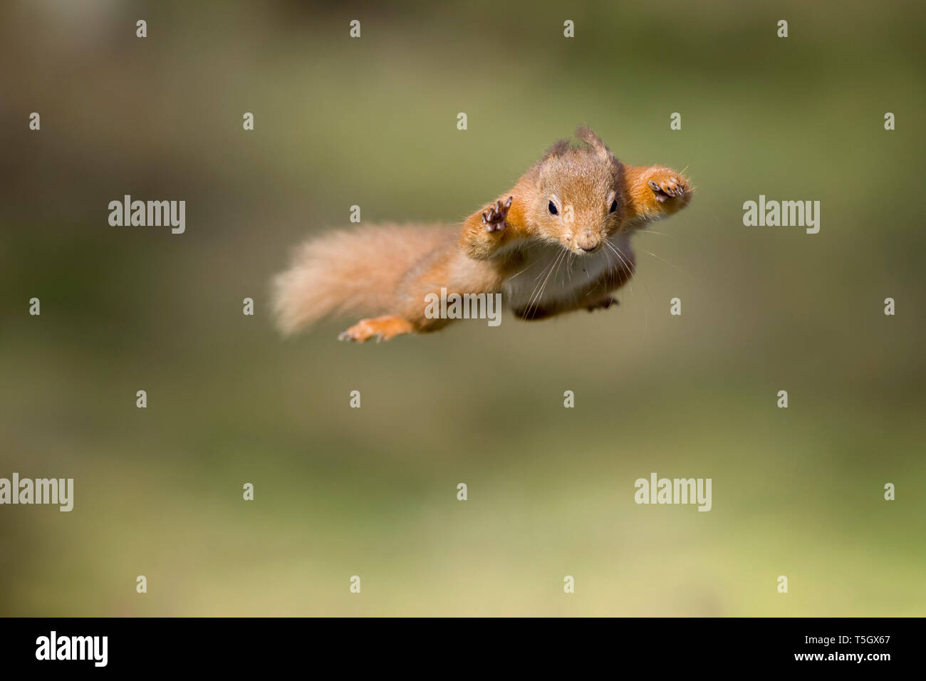 Red squirrel sciurus vulgaris jumping hi-res stock photography and ...