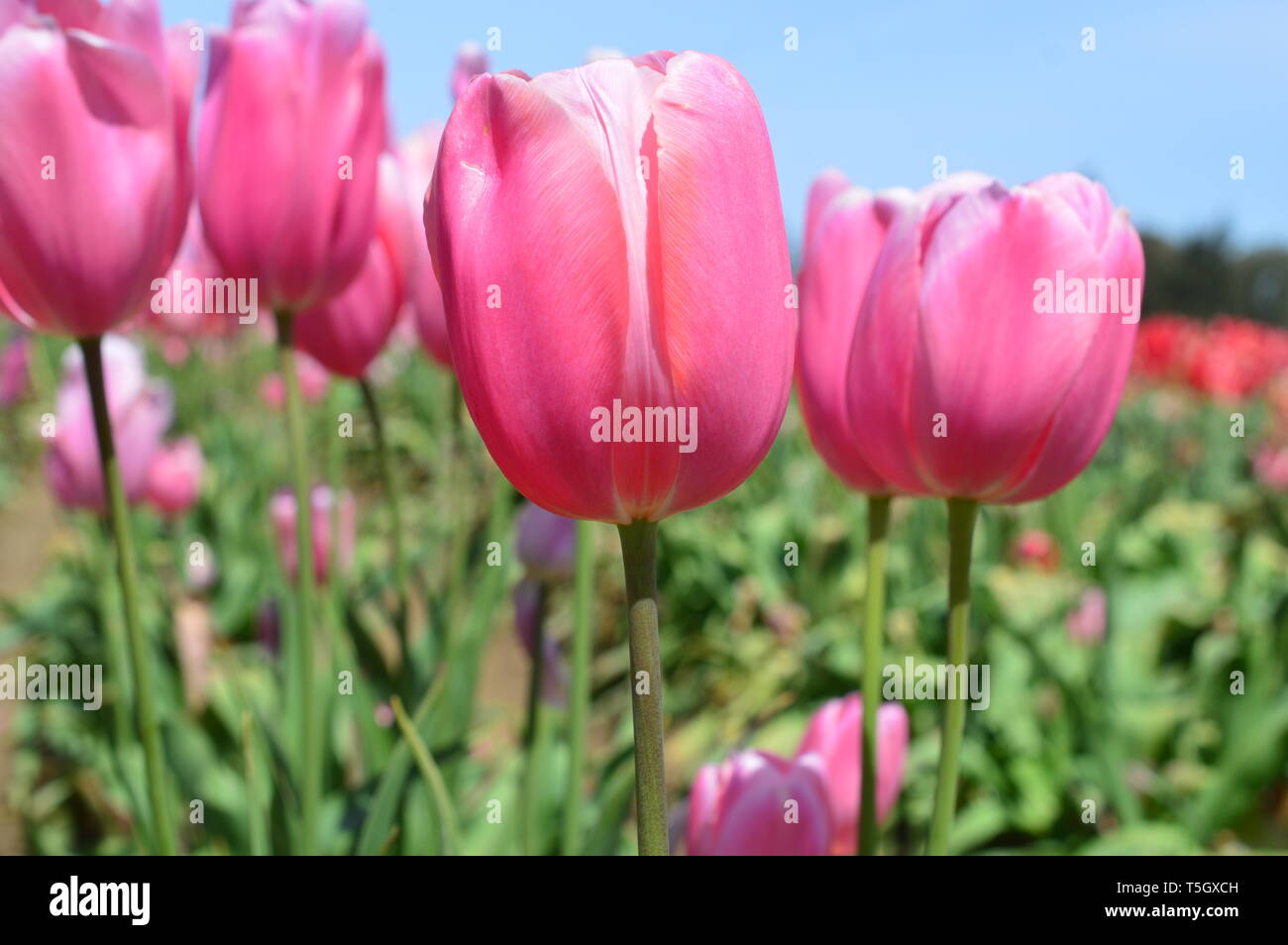 Pink Tulips at Wooden Shoe Tulip Festival in Woodburn Oregon Stock ...