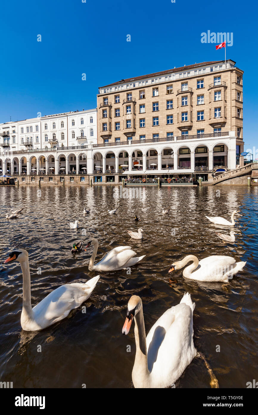 Alster arcades swans little alster hi-res stock photography and images ...