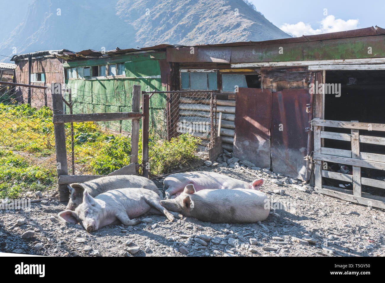 Greater sno hi-res stock photography and images - Alamy