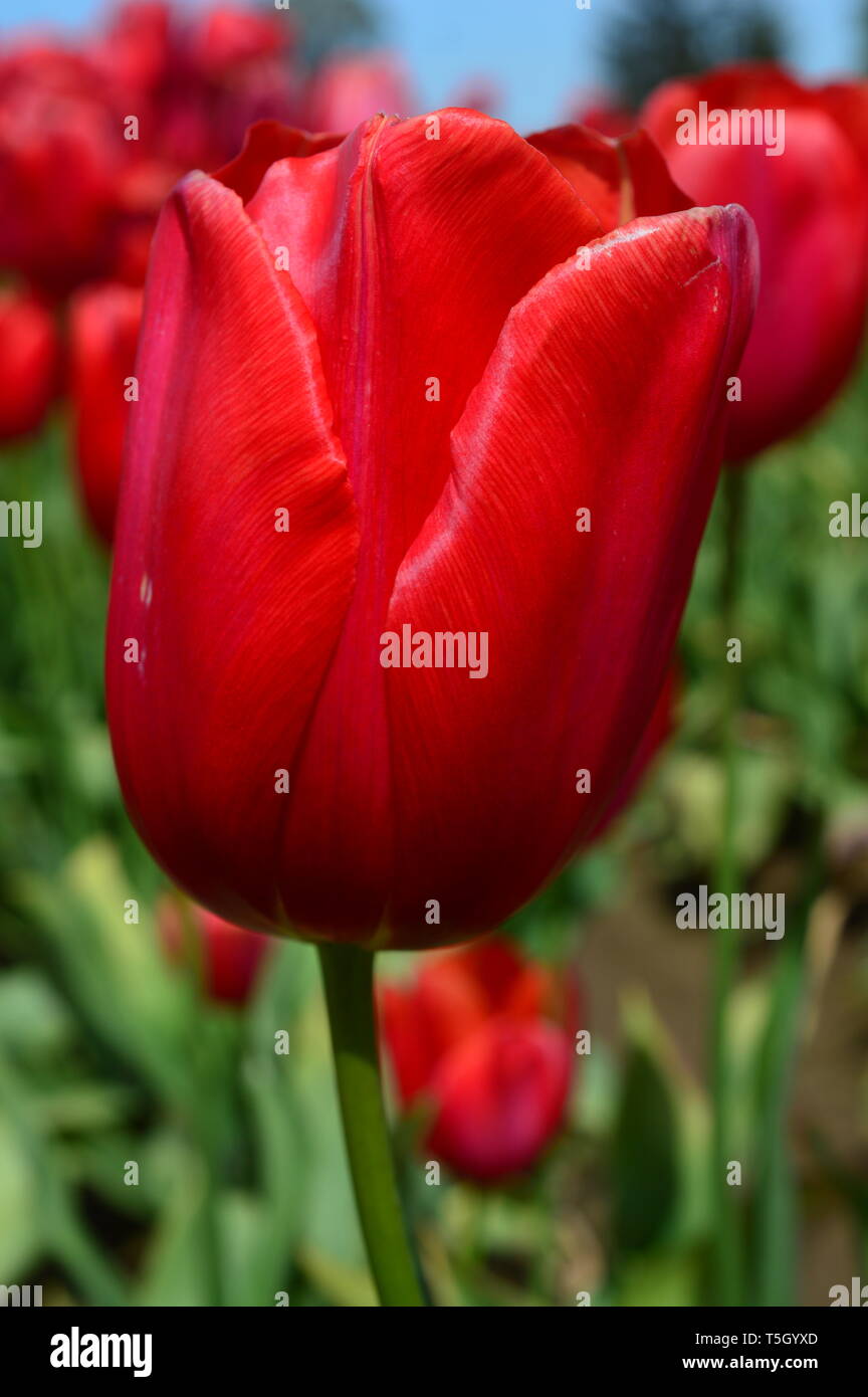 Red Tulips at Wooden Shoe Tulip Festival in Woodburn Oregon Stock Photo ...