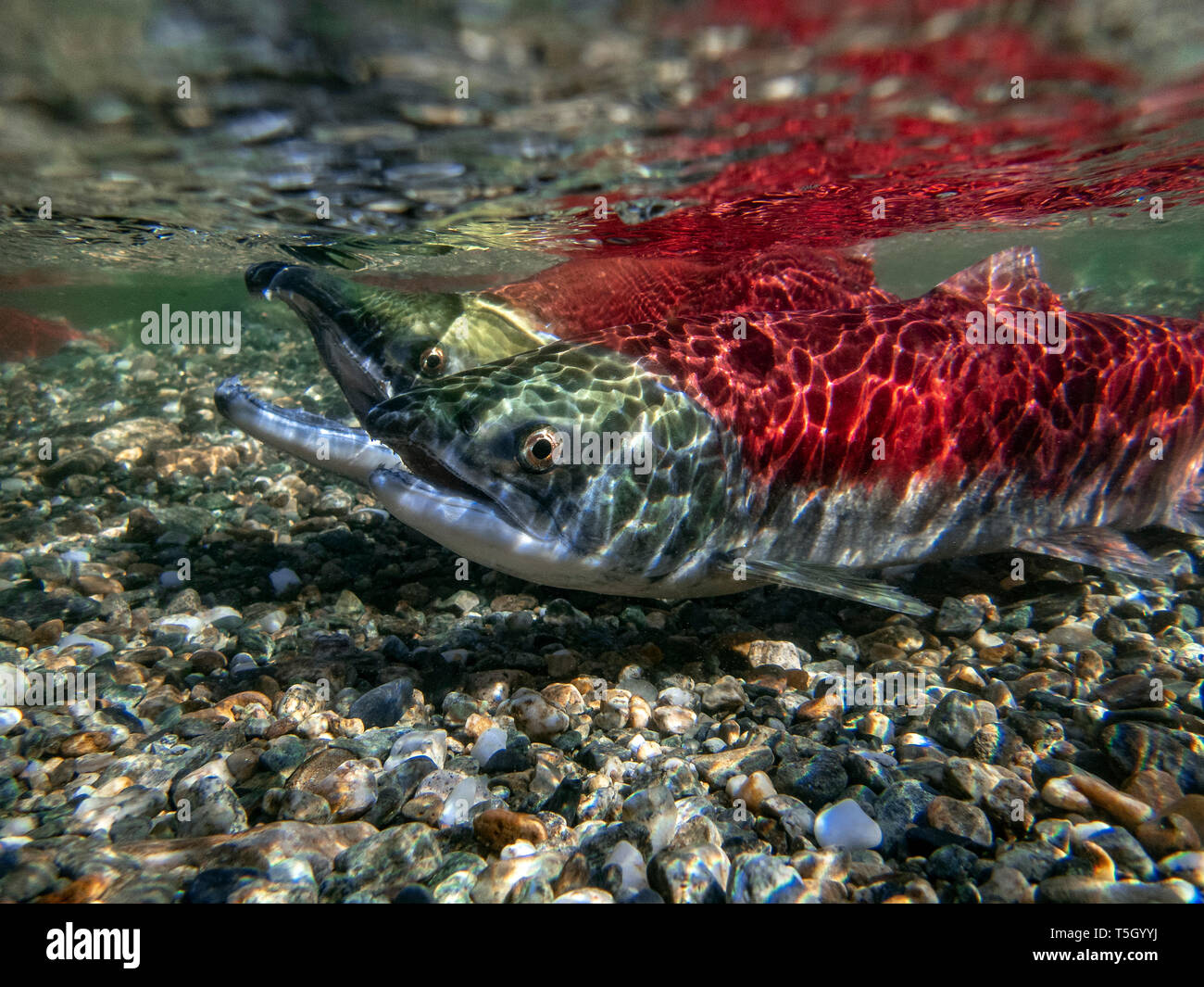 Sockeye salmons oncorhynchus nerka hi-res stock photography and images ...
