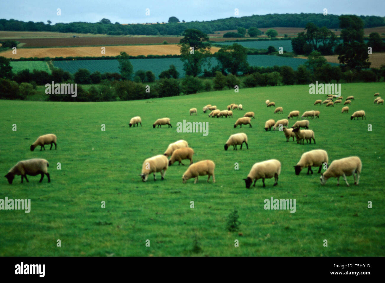 Cotswolds sheep hi-res stock photography and images - Alamy