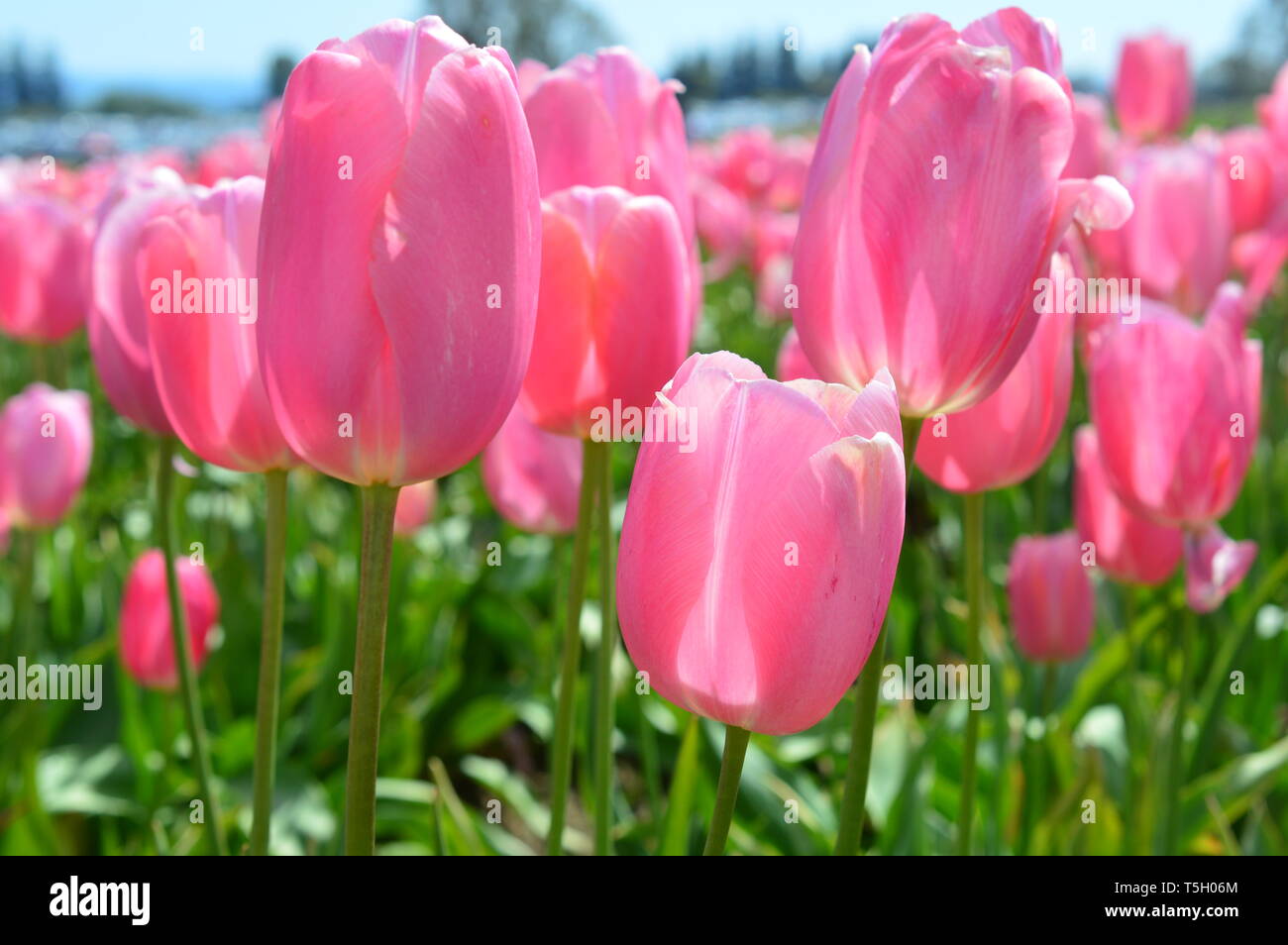 Pink Tulips at Wooden Shoe Tulip Festival in Woodburn Oregon Stock ...
