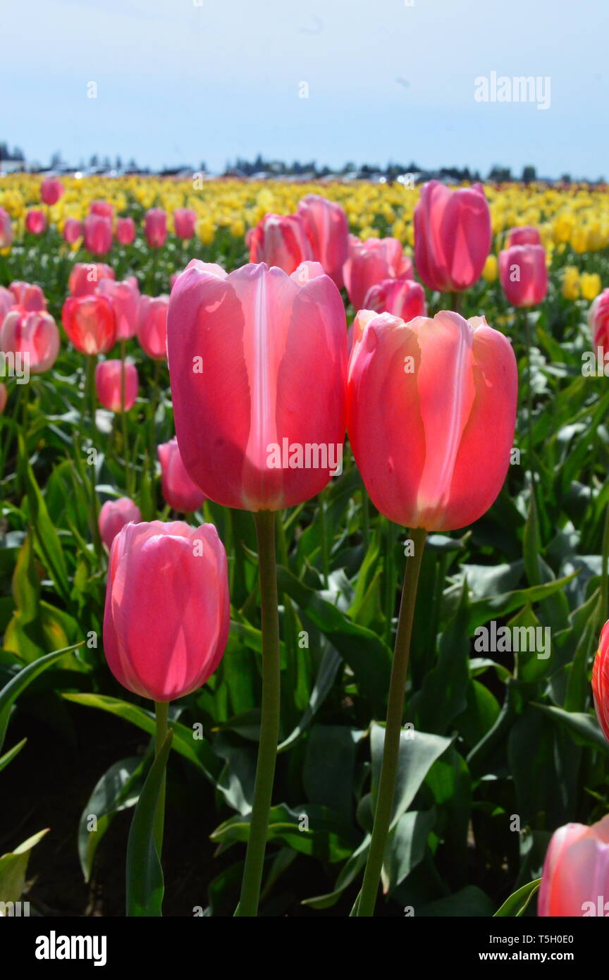Pink Tulips at Wooden Shoe Tulip Festival in Woodburn Oregon Stock ...