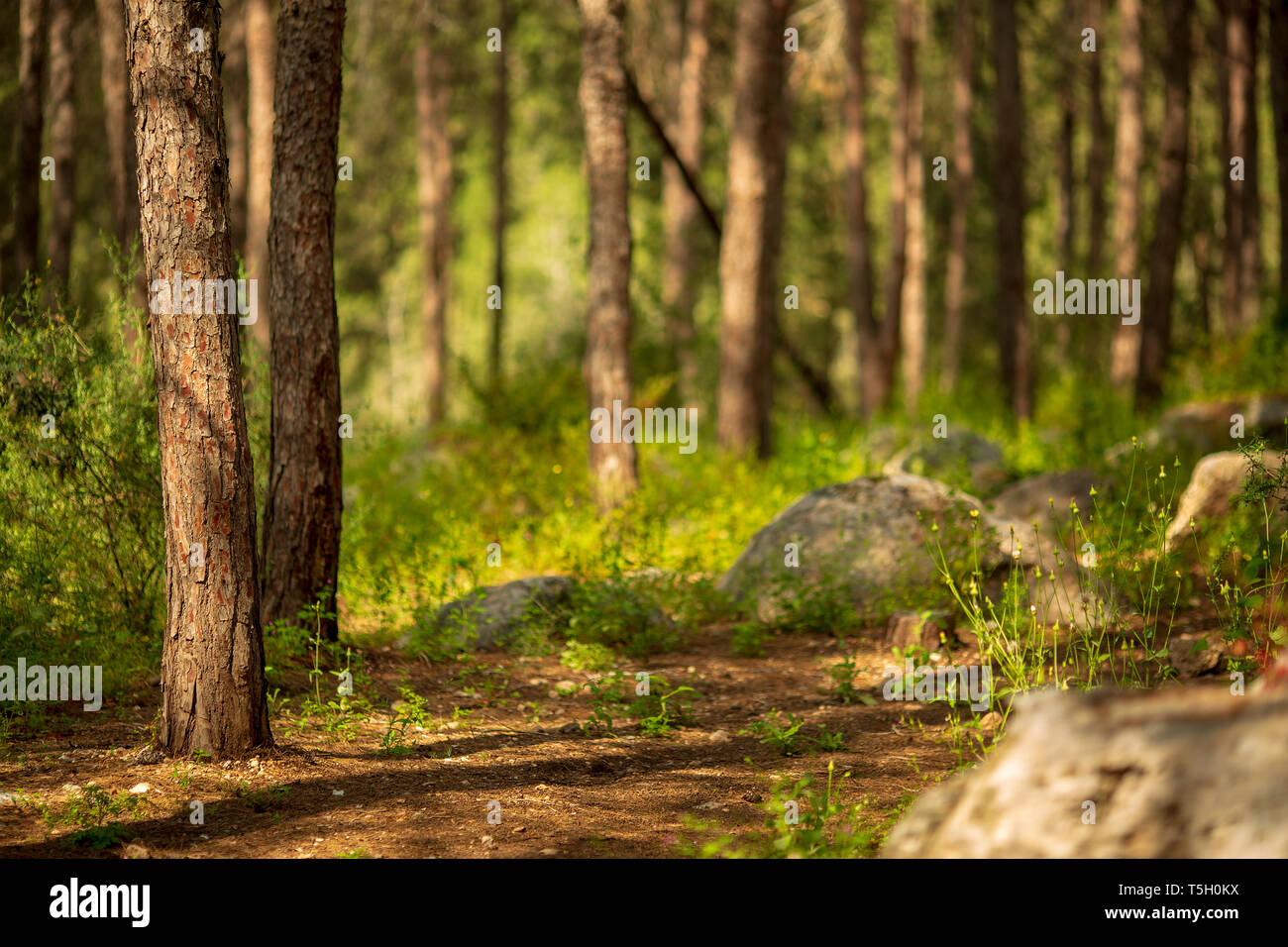 Summer in the forests of israel. summer forest greenery Stock Photo - Alamy