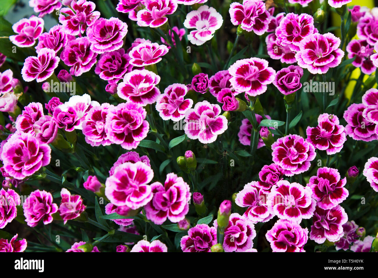 Carnations hi-res stock photography and images - Alamy