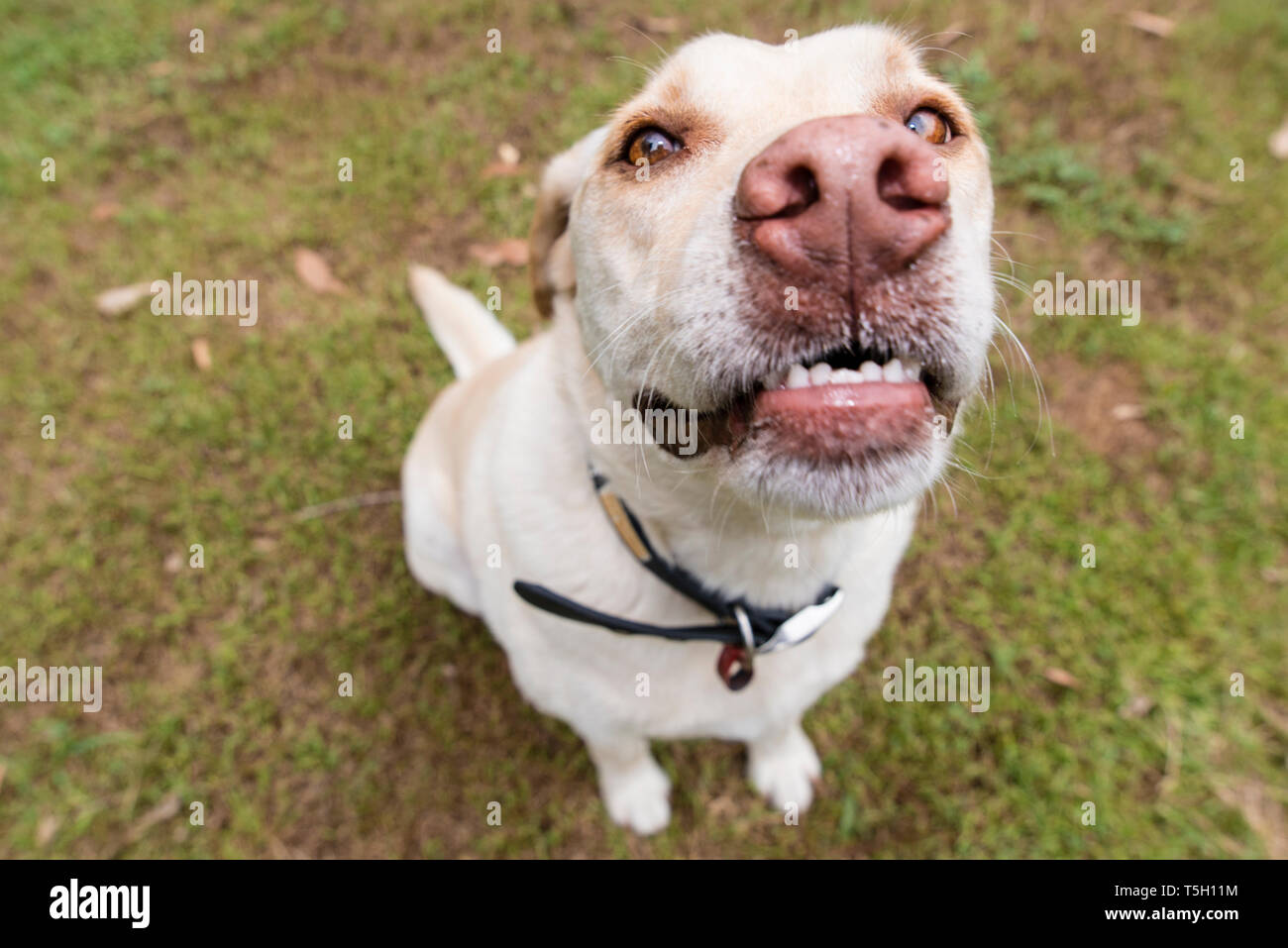 Wide angle photo of dog hi-res stock photography and images - Alamy