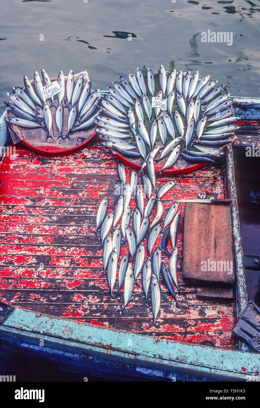 Caught fish displayed hi-res stock photography and images - Alamy