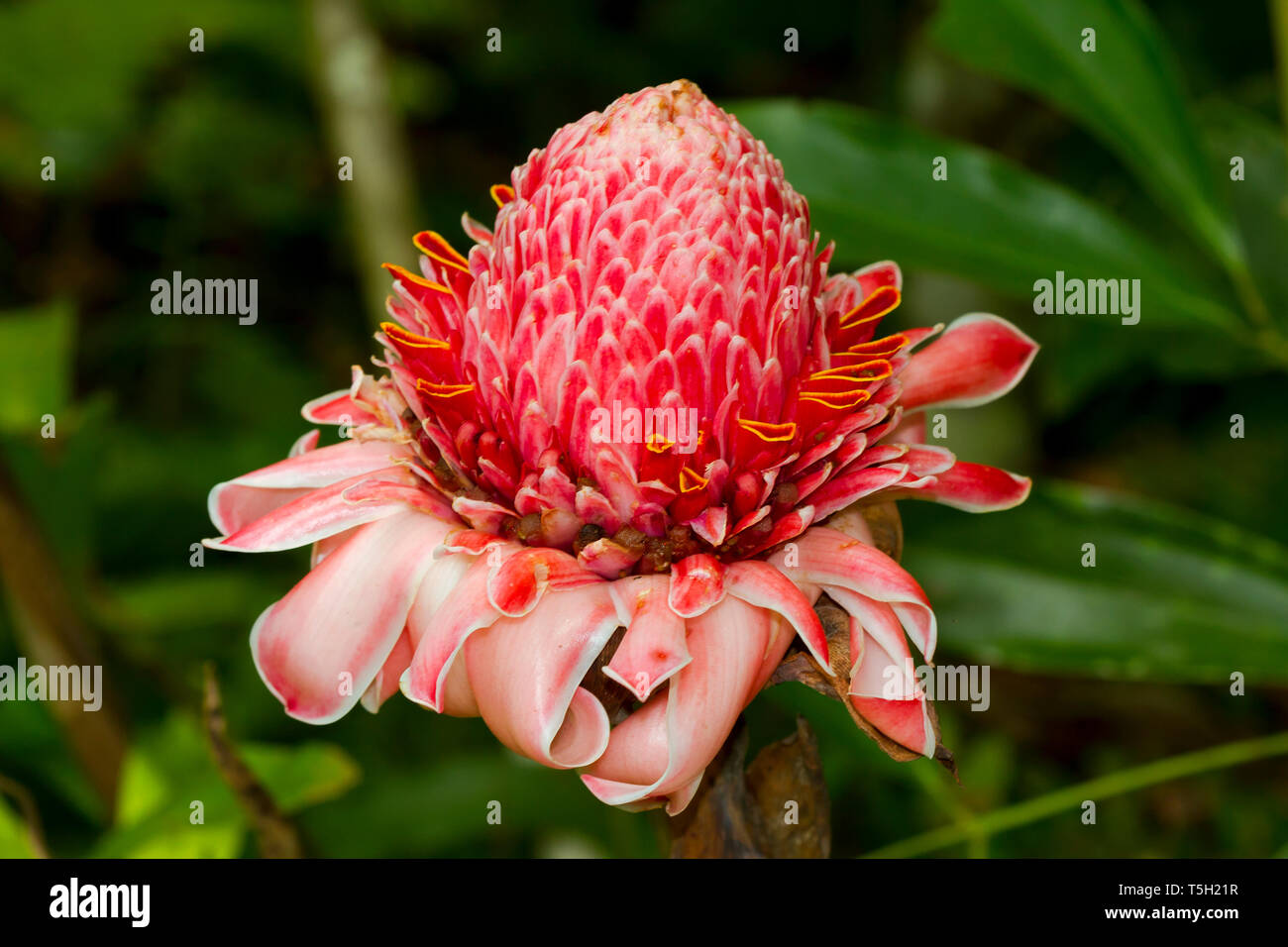 Ginger blossom hi-res stock photography and images - Alamy