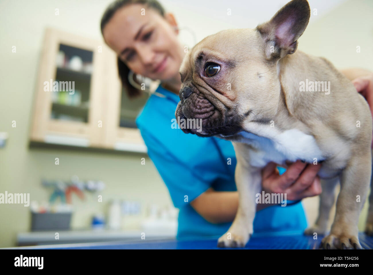 Female veterinarian examining dog in veterinary surgery Stock Photo - Alamy