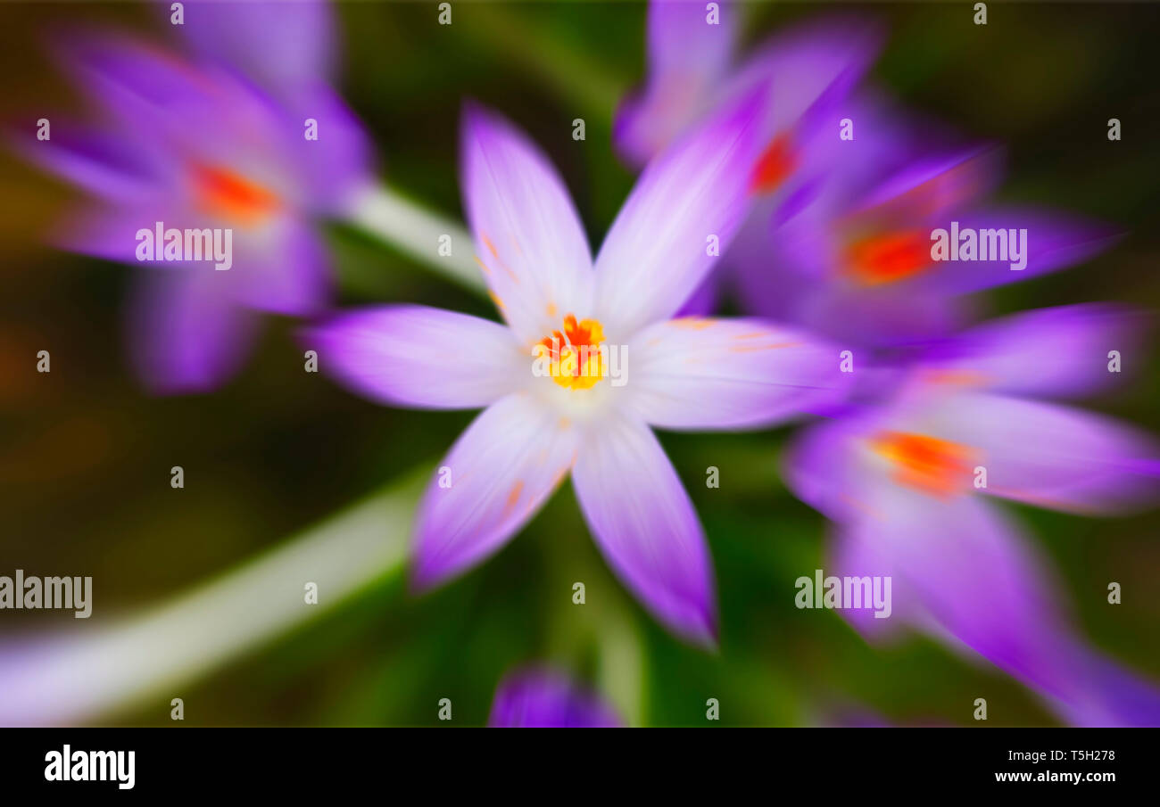 Selective color flower image hi-res stock photography and images - Alamy