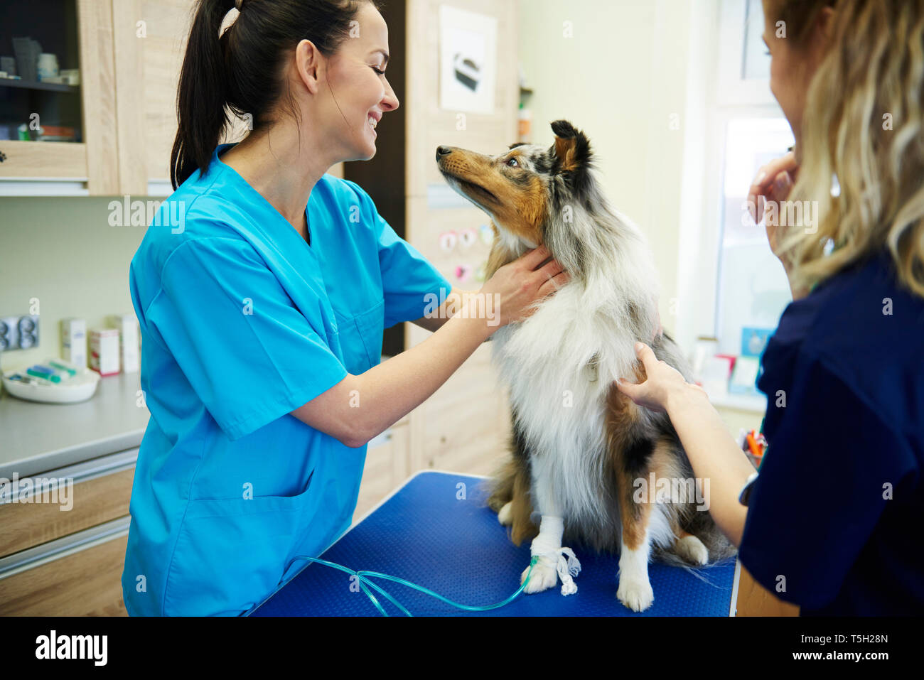 Female veterinarian and assistant examining dog in veterinary surgery ...