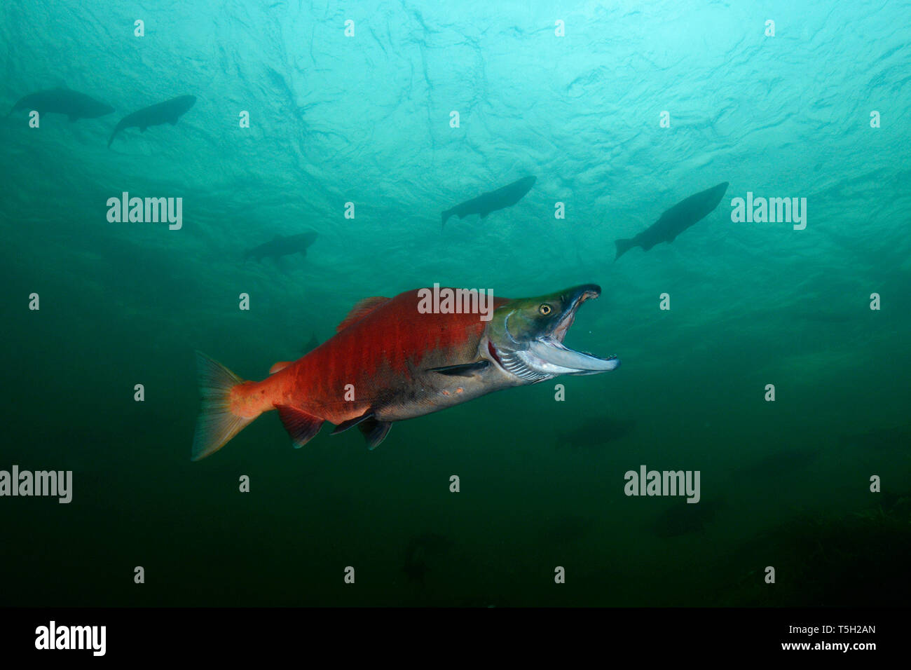 Salmon columbia river hi-res stock photography and images - Alamy