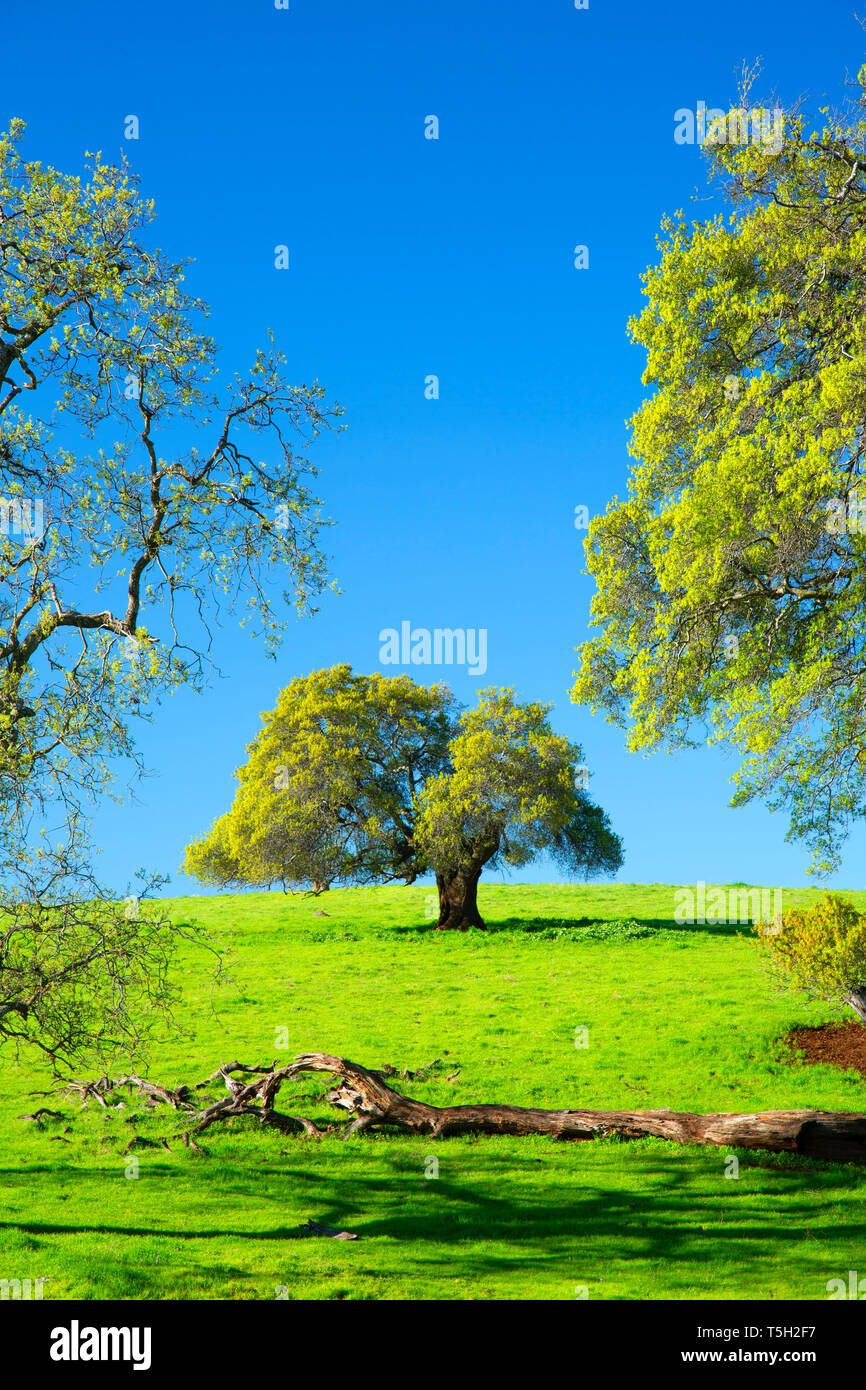 Oak, North Table Mountain Ecological Reserve, California Stock Photo ...