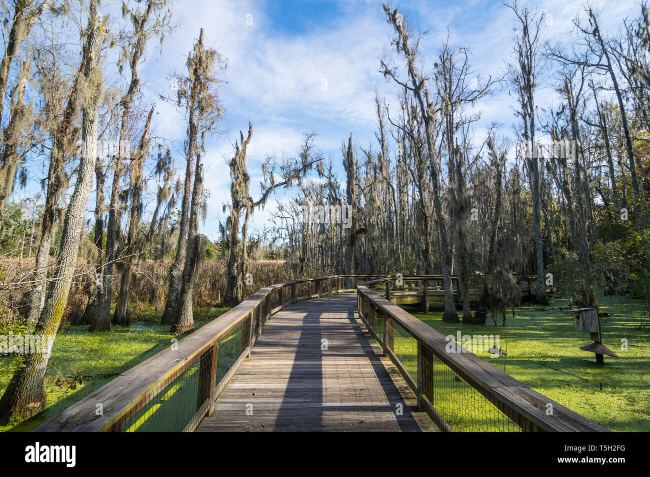 Dead trees swamps magnolia plantation hi-res stock photography and ...