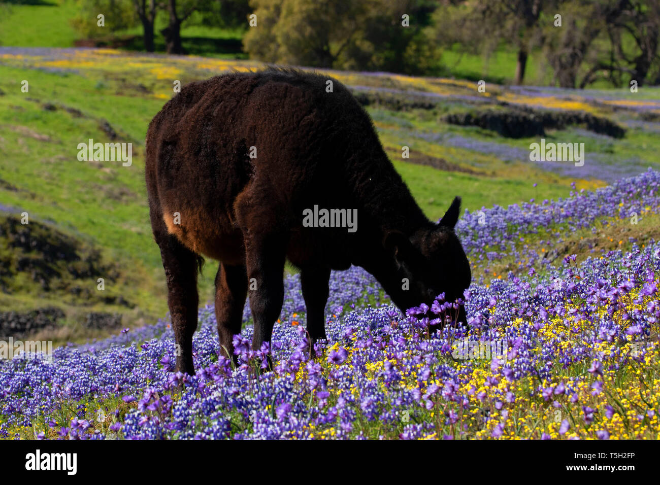 Cow, North Table Mountain Ecological Reserve, California Stock Photo ...