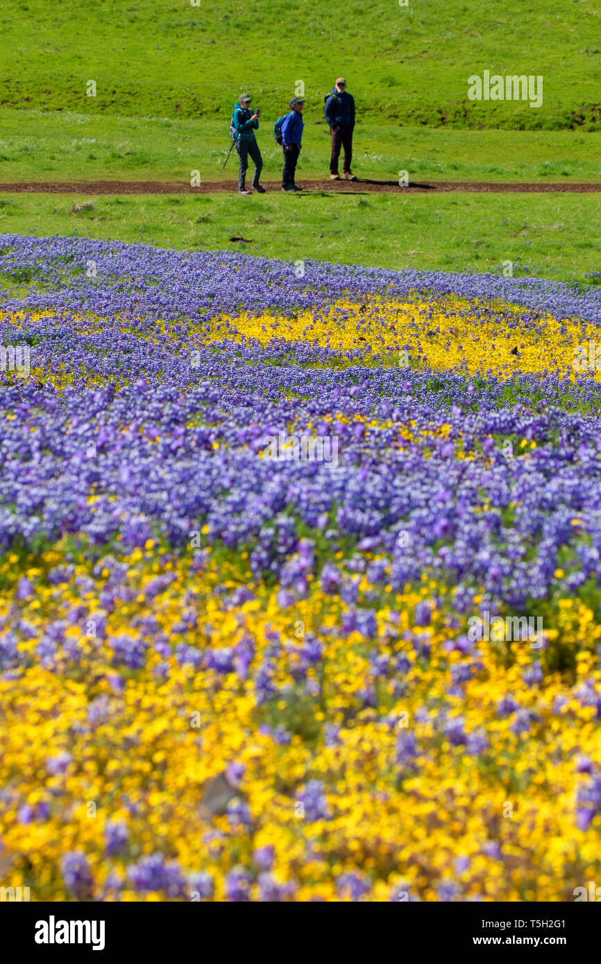 Hikers, North Table Mountain Ecological Reserve, California Stock Photo ...