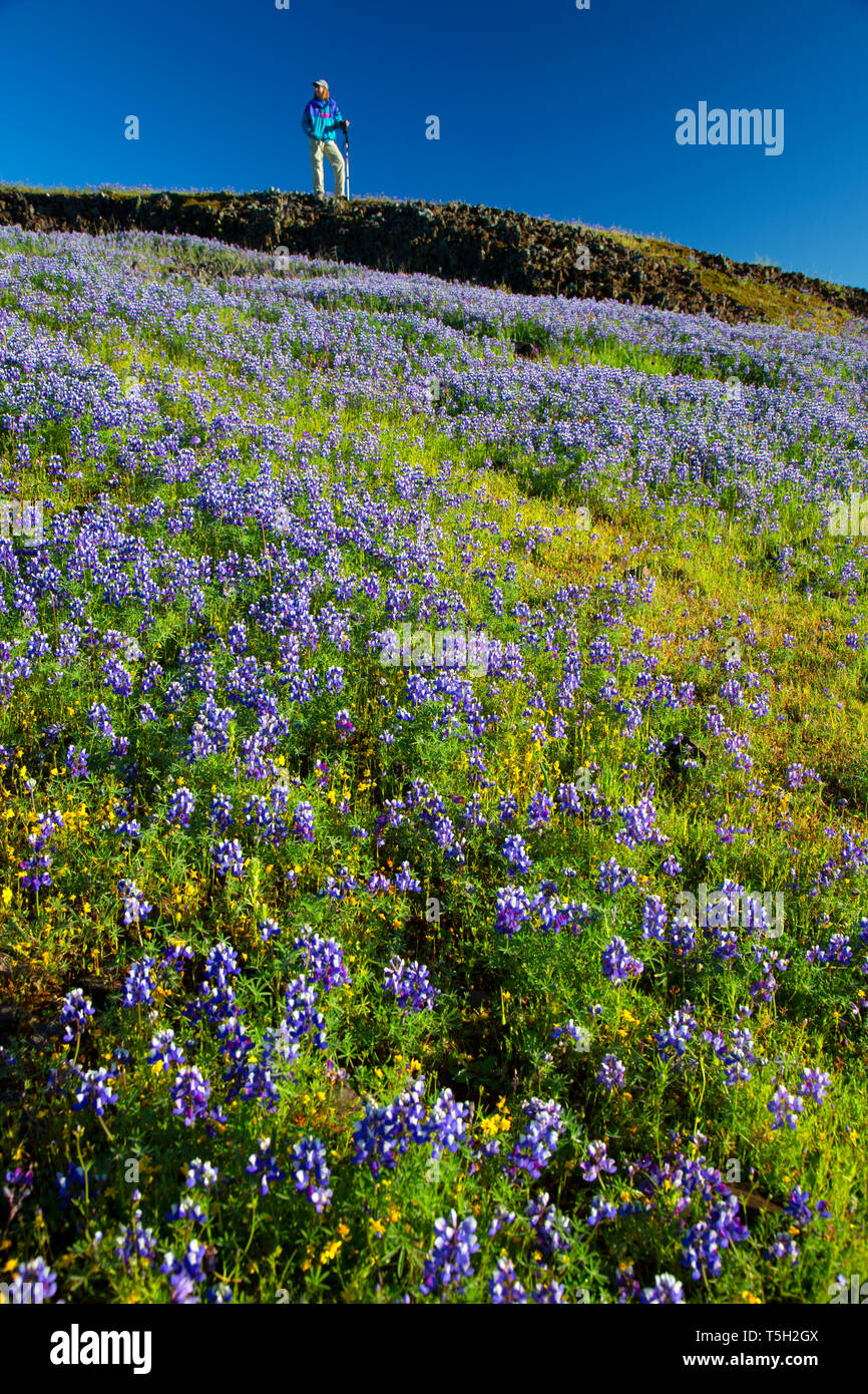 Hiker, North Table Mountain Ecological Reserve, California Stock Photo ...